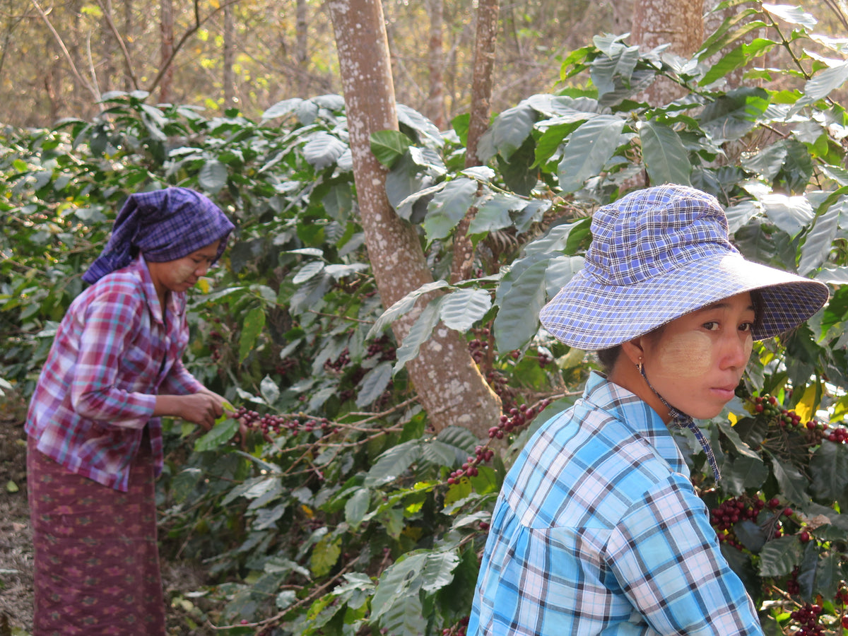 Coffees of Myanmar – Kaldi's Coffee